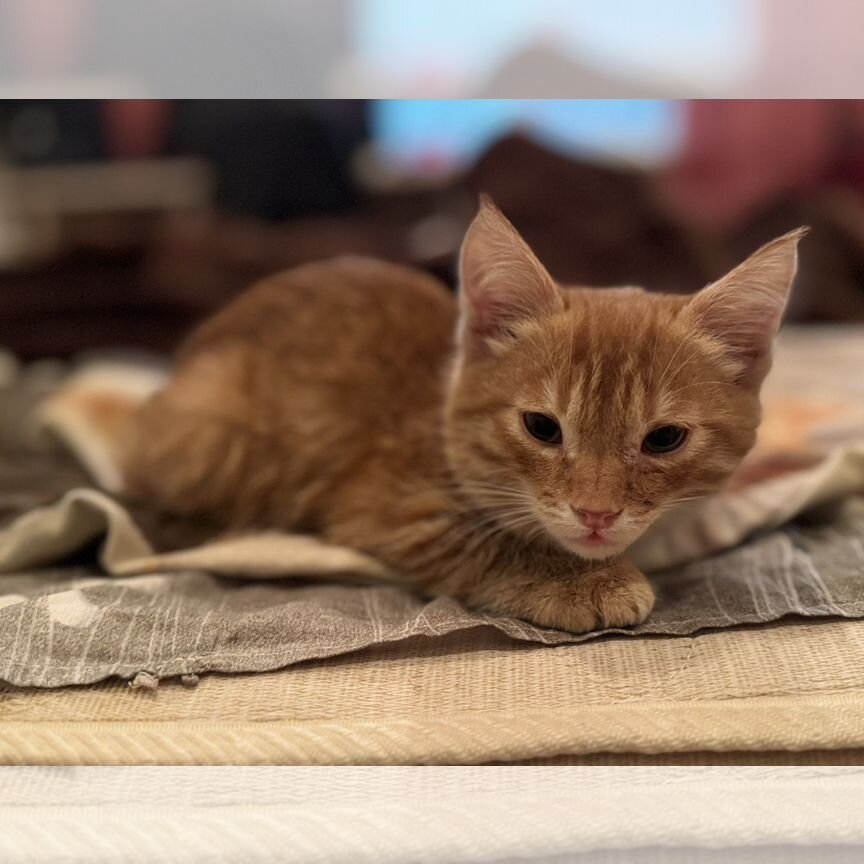 Котёнок в добрые руки