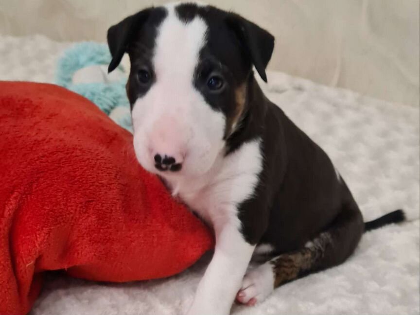 Стандартный Бультерьер