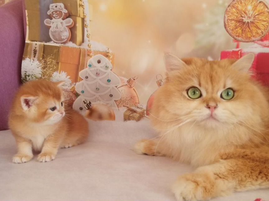 Британская золотая девочка от родителей чемпионов