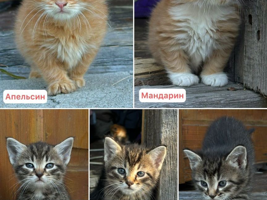 Котята мальчики