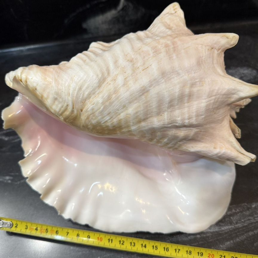 Ракушка морская большая времен СССР