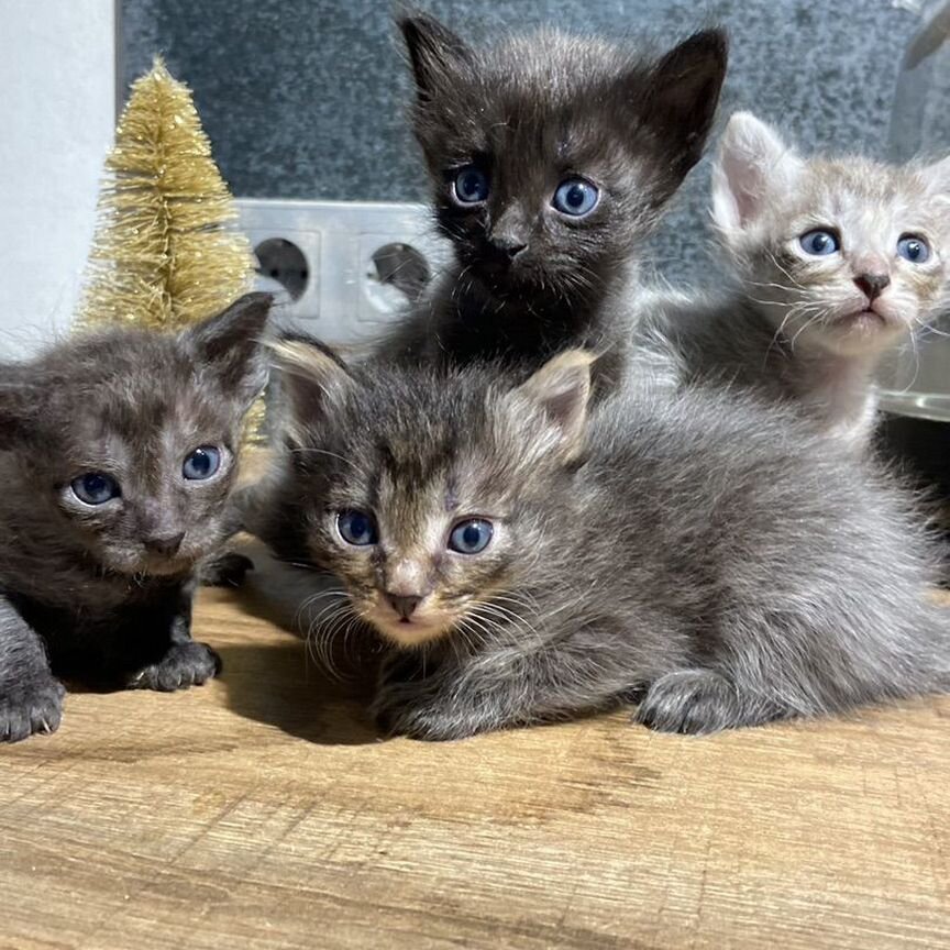 Донской сфинкс котёнок