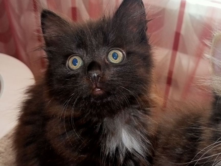 Кошечка