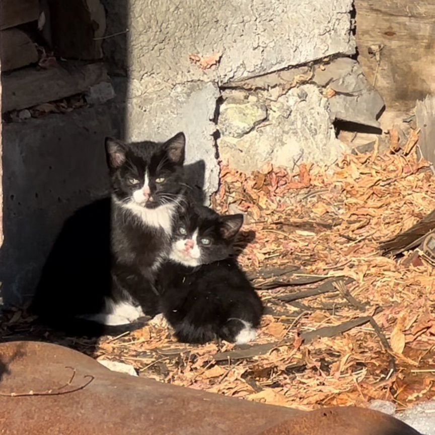 Котята в добрые руки