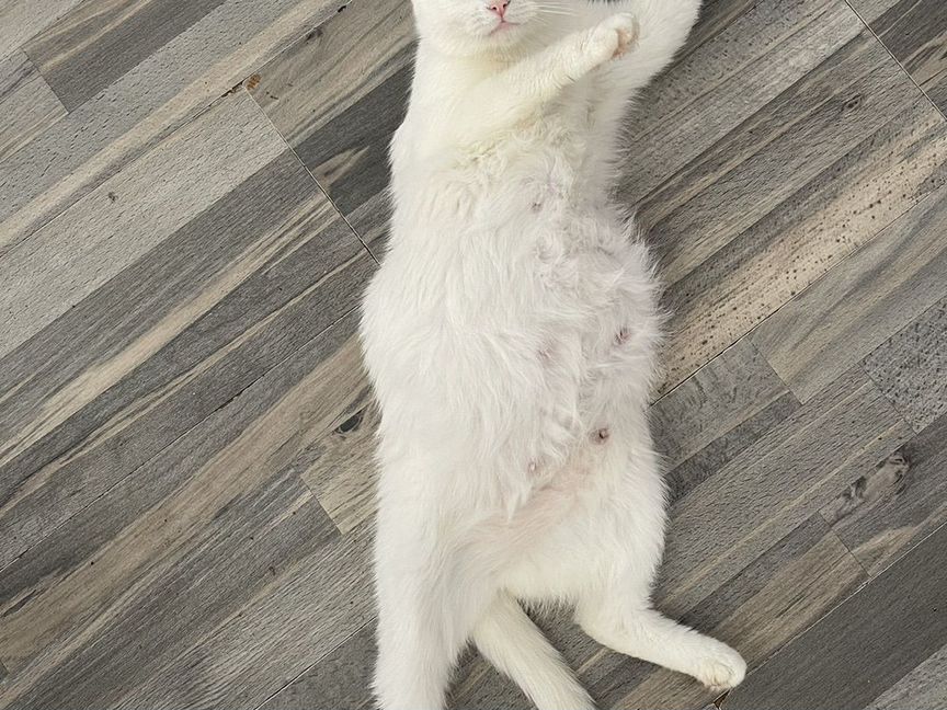 Белые сибирские котята