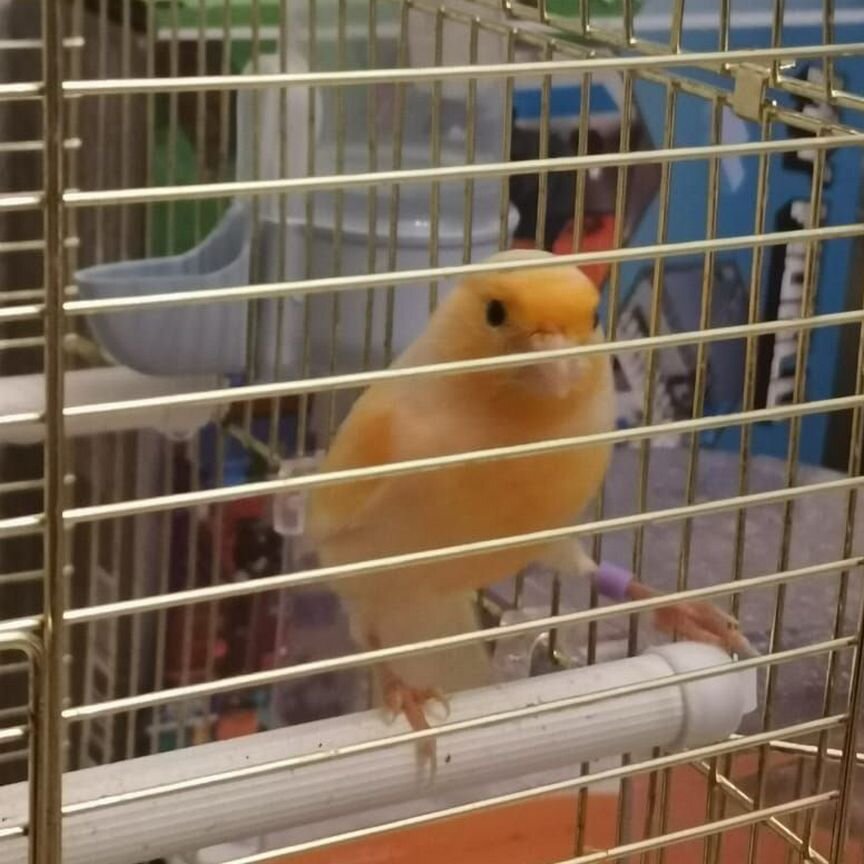 Кенары певчий