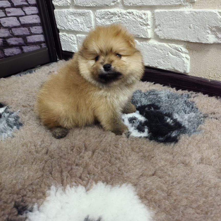 Две девочки шиц