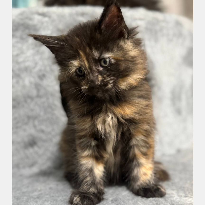 Котята мейн-кун