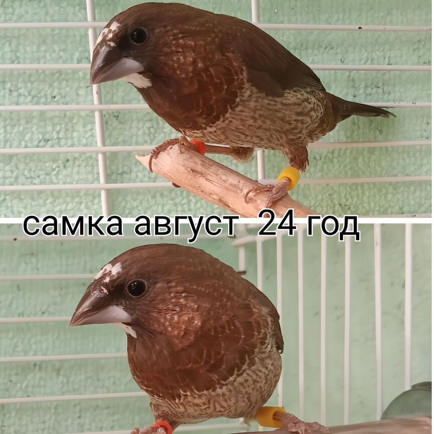 Амадины Гульда, японские, зебровые, попугай