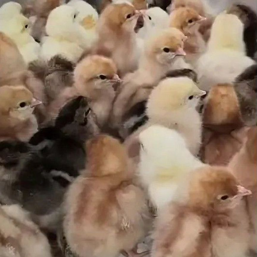 Цыплята несушки