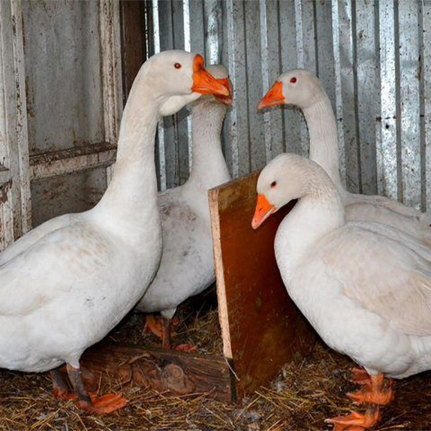 Продажа гусей