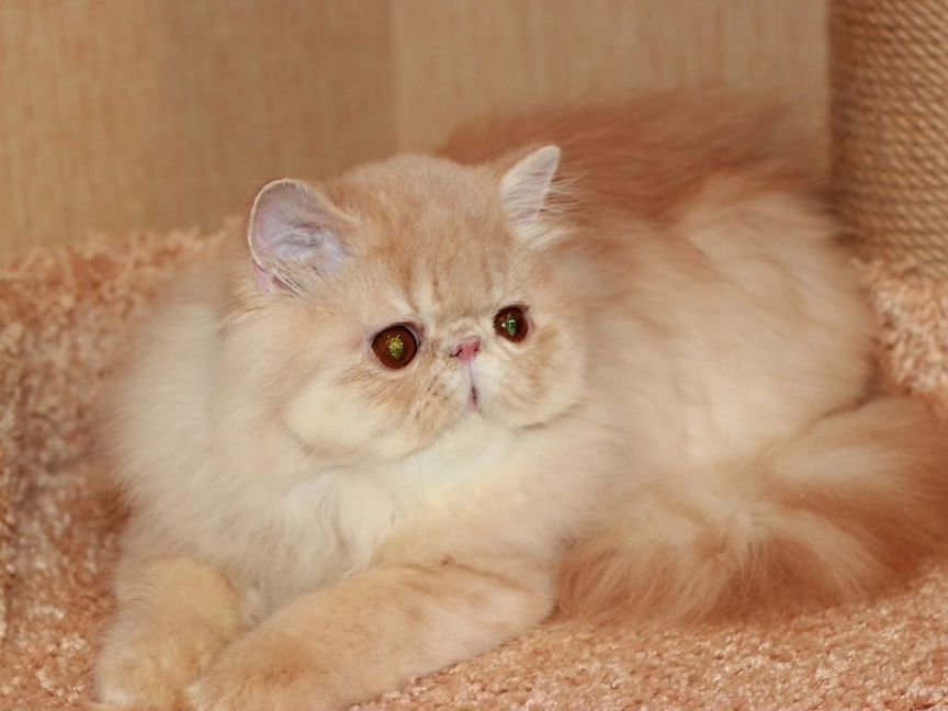 Персидский кот