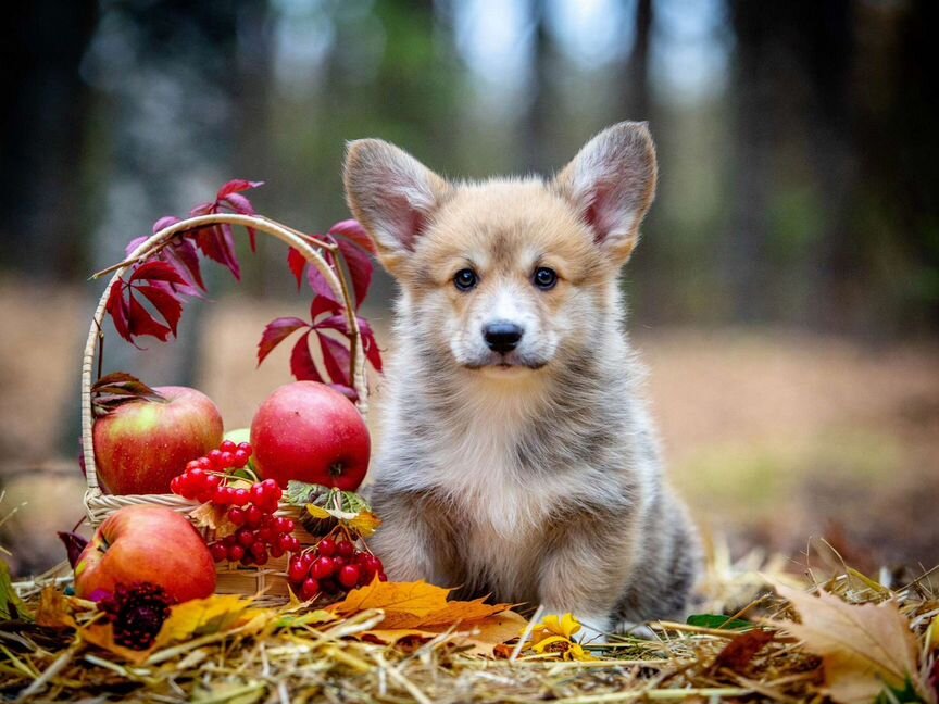 Милые коргодети