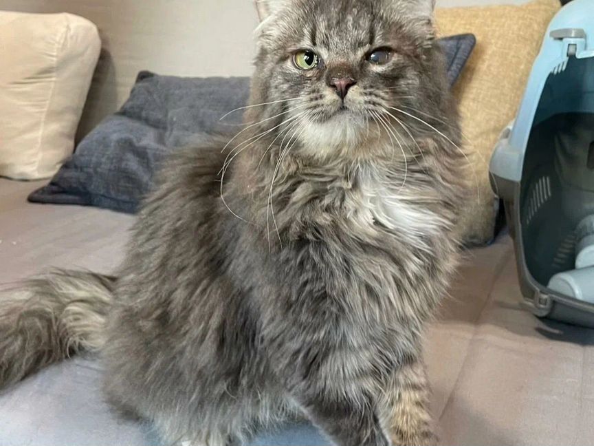 Очень ласковый котик Карл в поисках дома