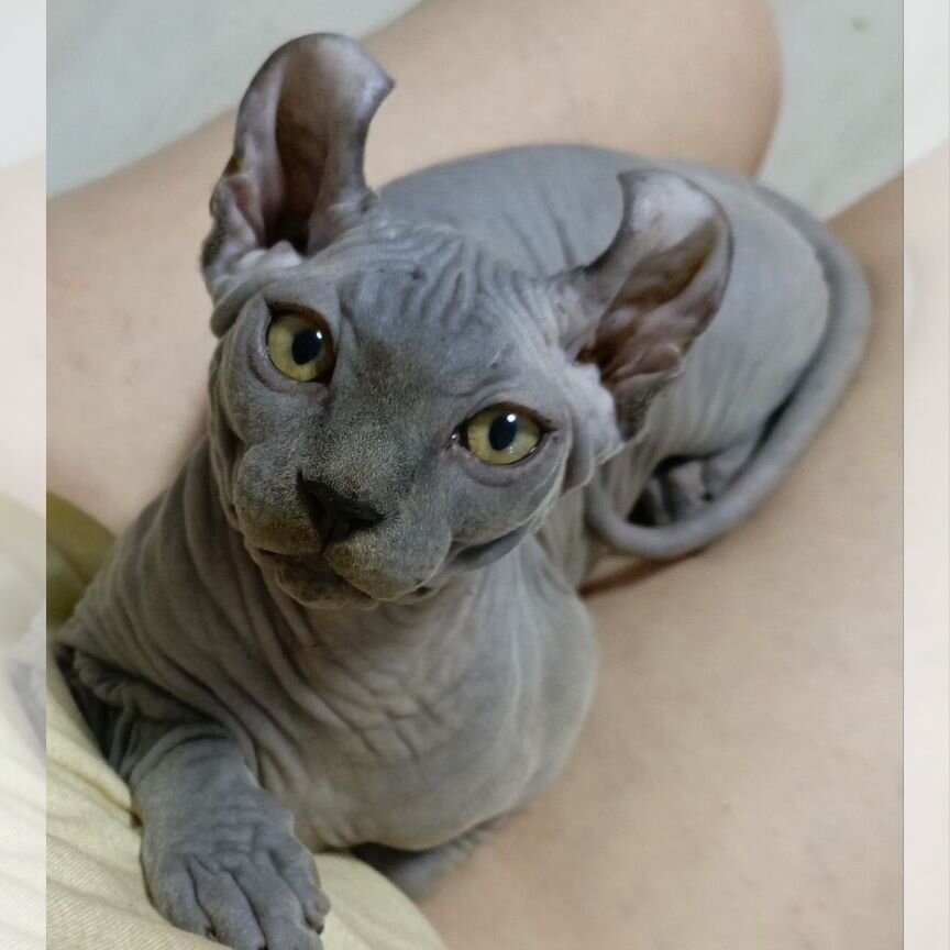 Эльф, взрослый кот