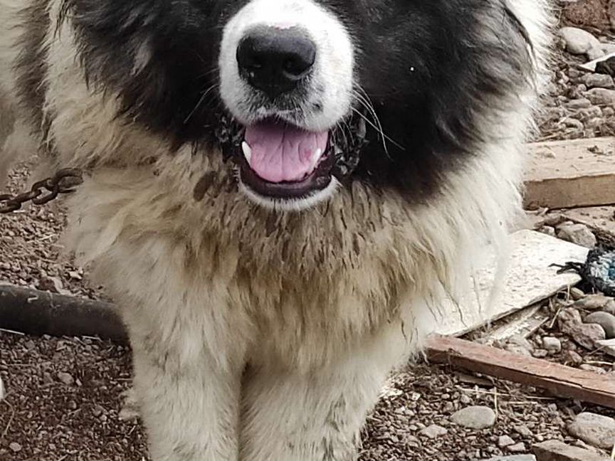 Кавказская овчарка вязка или продажа