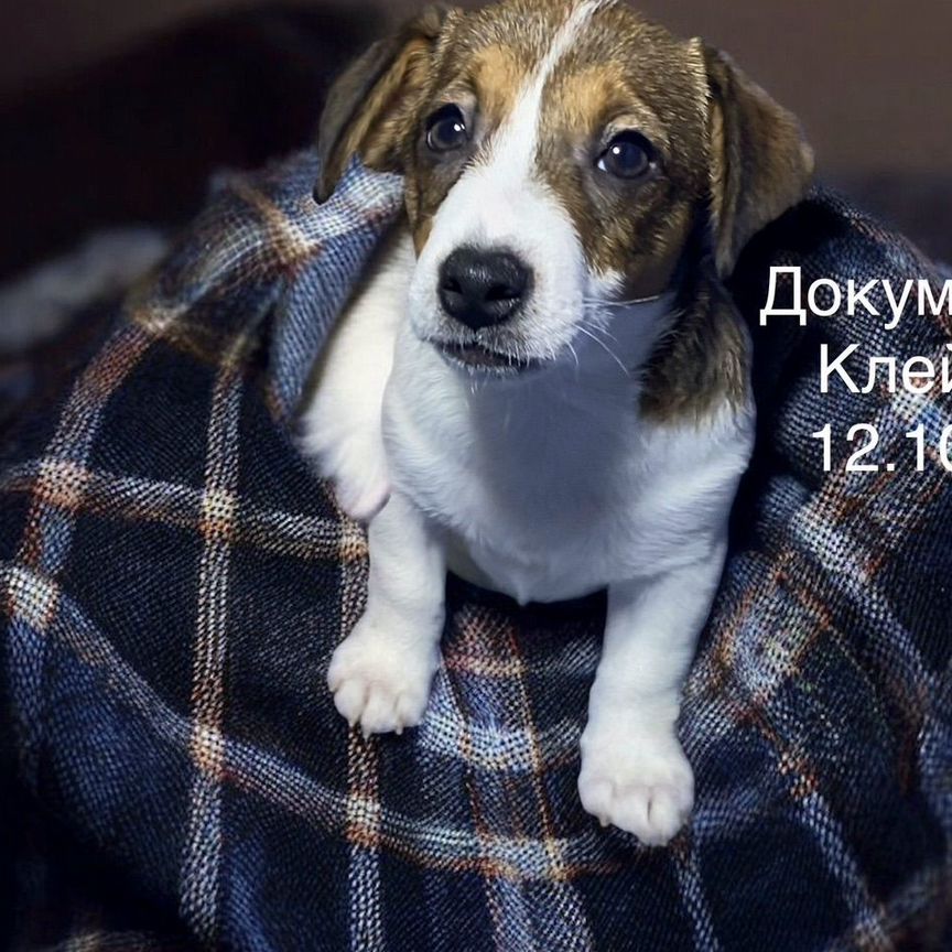 Джек-рассел-терьер, щенок