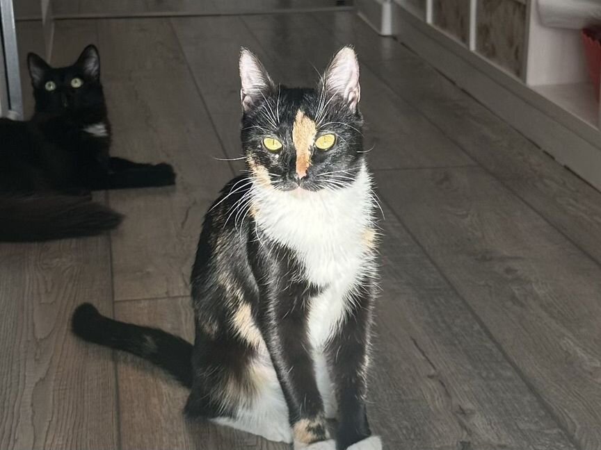 Ищем Зефирке заботливую семью