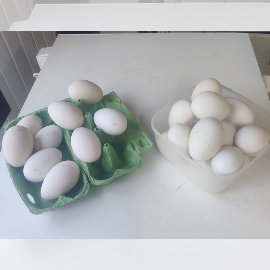 Инкубационное Яйцо гусей