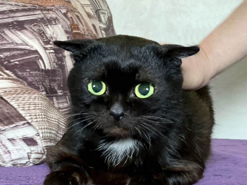 Вислоухий черный котик в дар