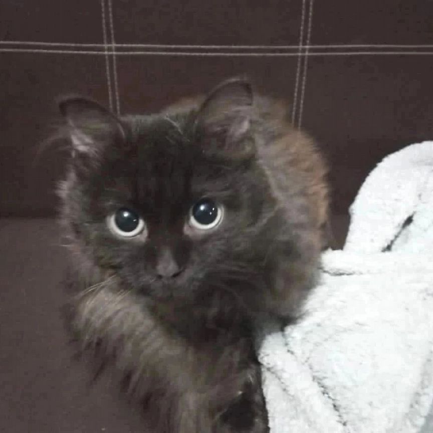 Котик Блэк ищет дом