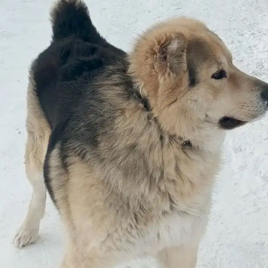 Кавказская овчарка, щенок