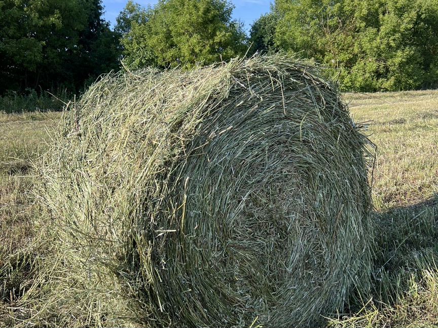 Сено в рулонах