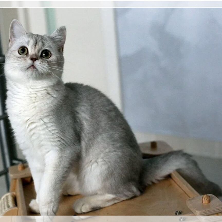 Шотландская Серебристая шиншилла котята