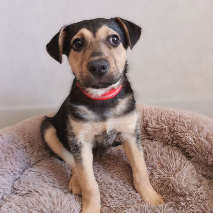 Щенулька в частный двор, привезу