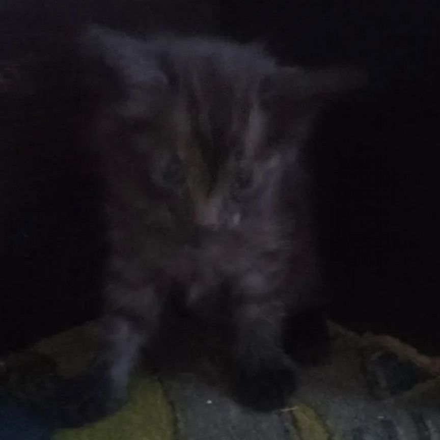 Шотландский прямоухий длинношёрстный котёнок