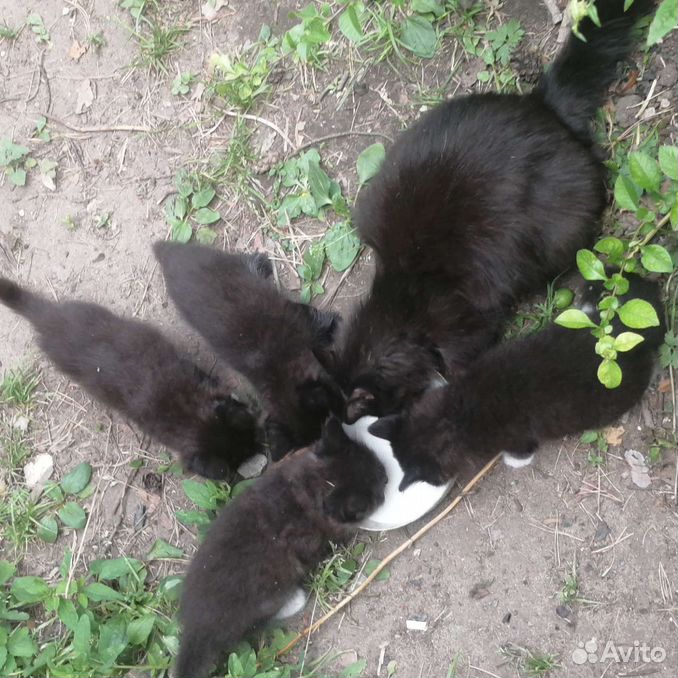 Котята. Молодые. Уже могут есть. В добрые руки