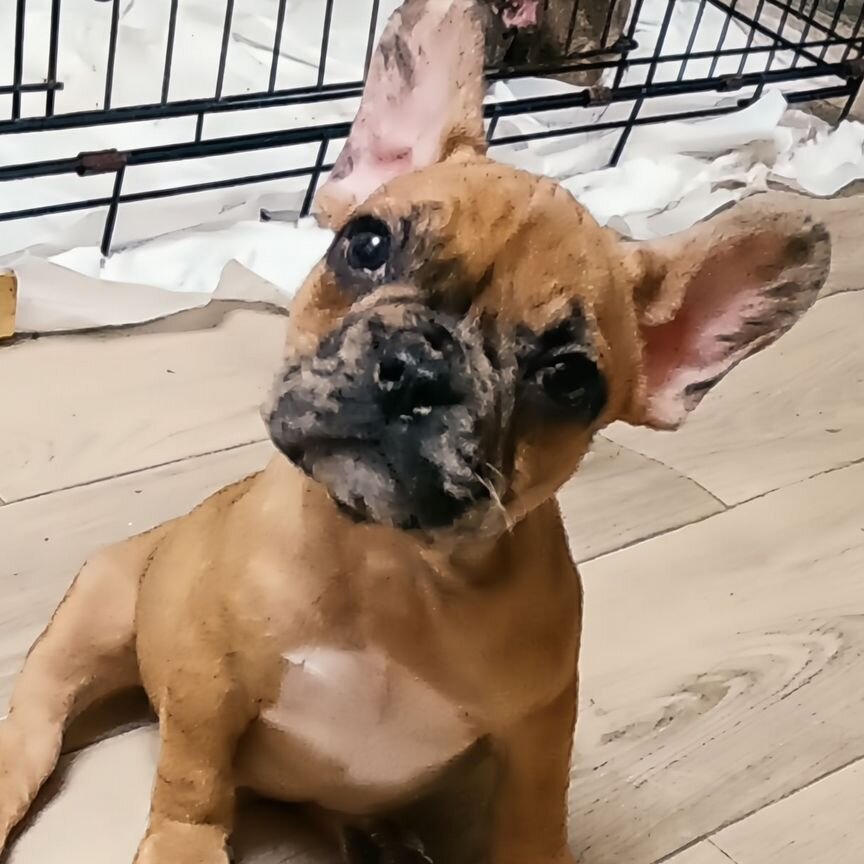 Французский бульдог, щенок