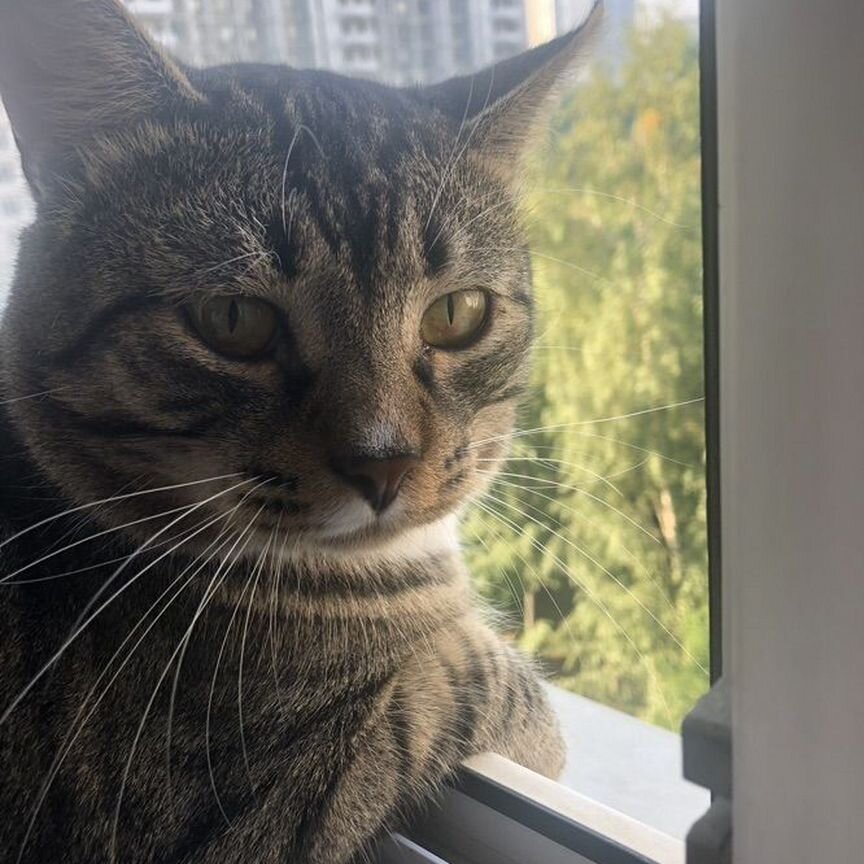 Кошка