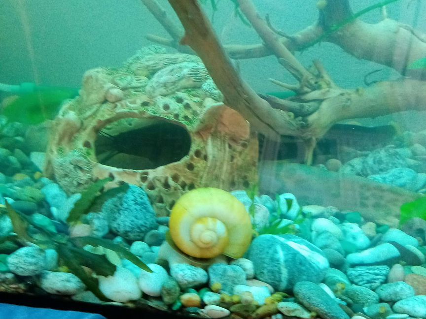 Улитки аквариумные ампулярии