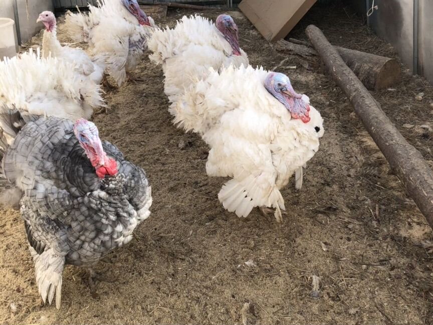 Индюки на племя, на мясо