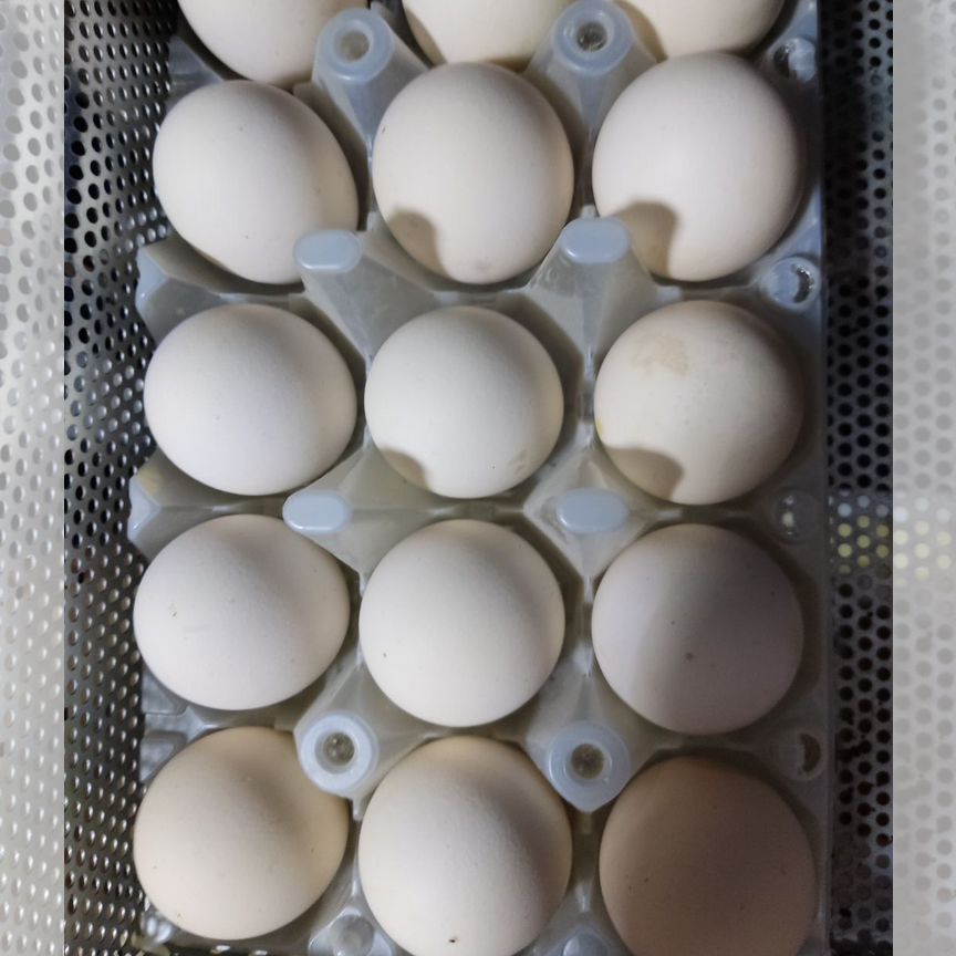 Инкубационное яйцо кур