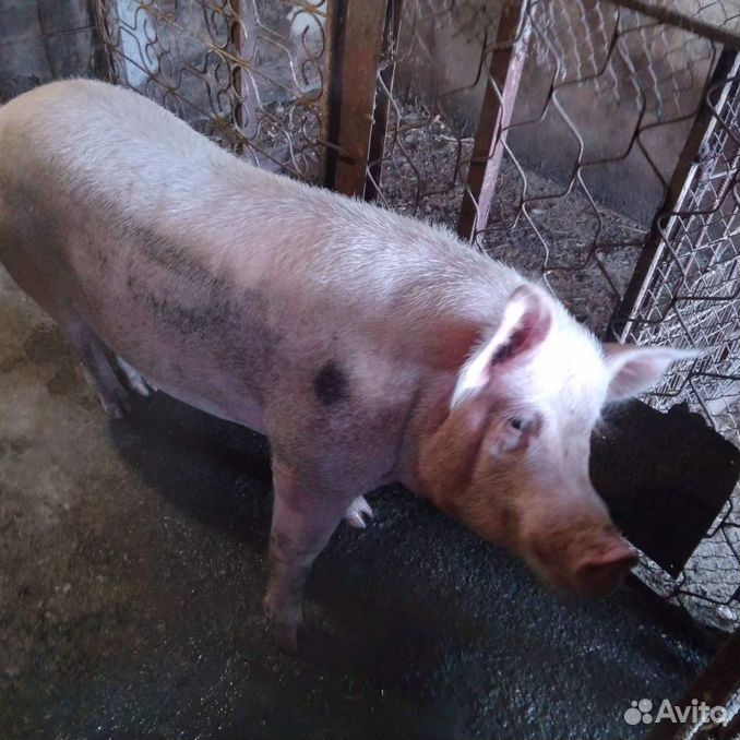 Продам хряка