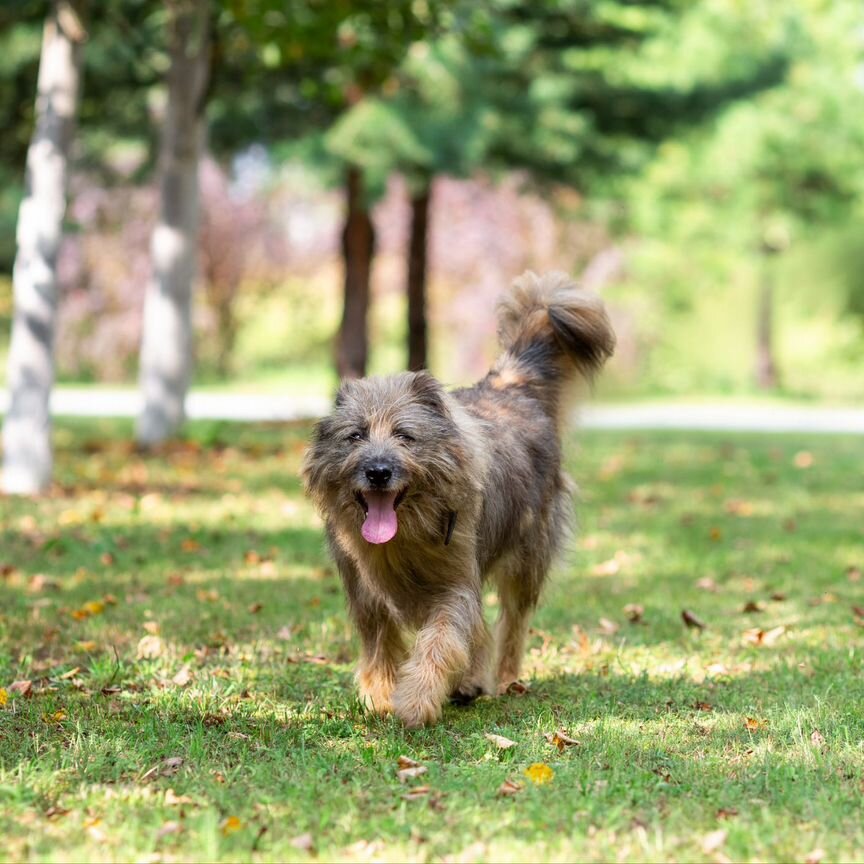 Пушистая собака в добрые руки