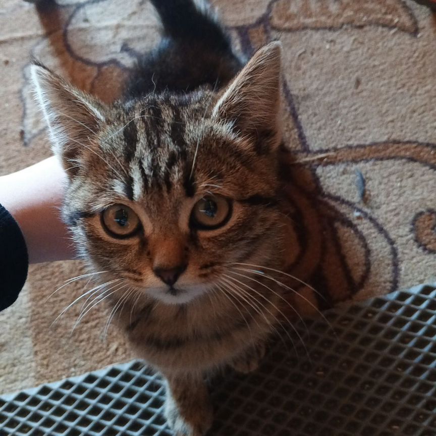 Отдам трех котят
