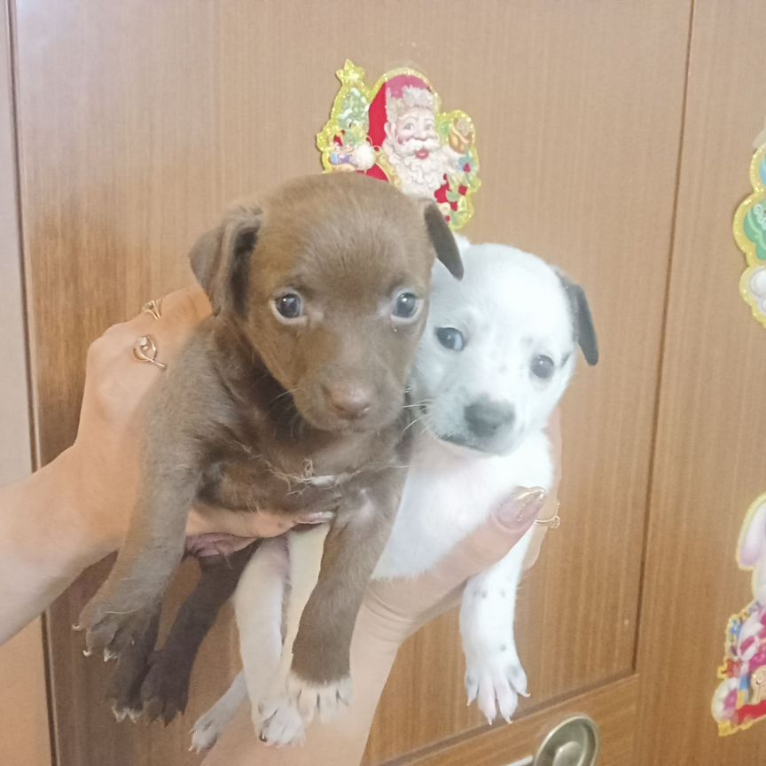 Щенки той-терьера