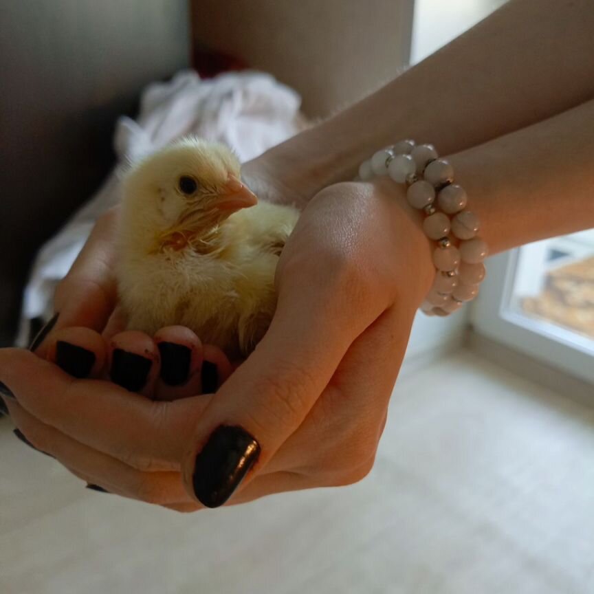 Цыплята бройлеры