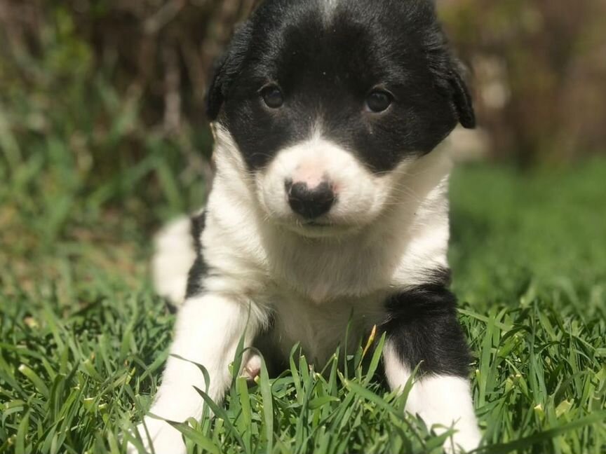 Щеночки милашки в добрые ручки