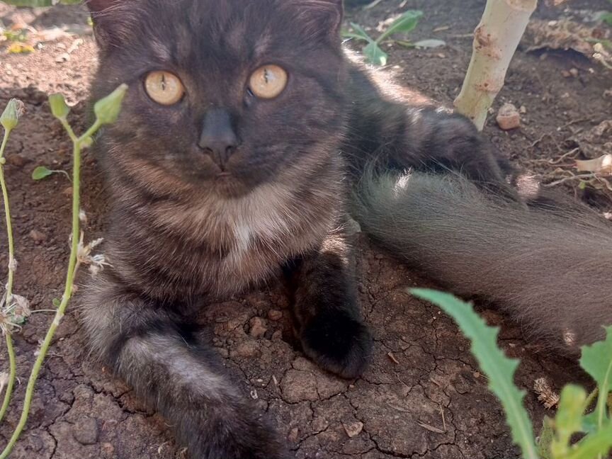 Отдам в добрые руки котят от мамы мышеловки, 5мес