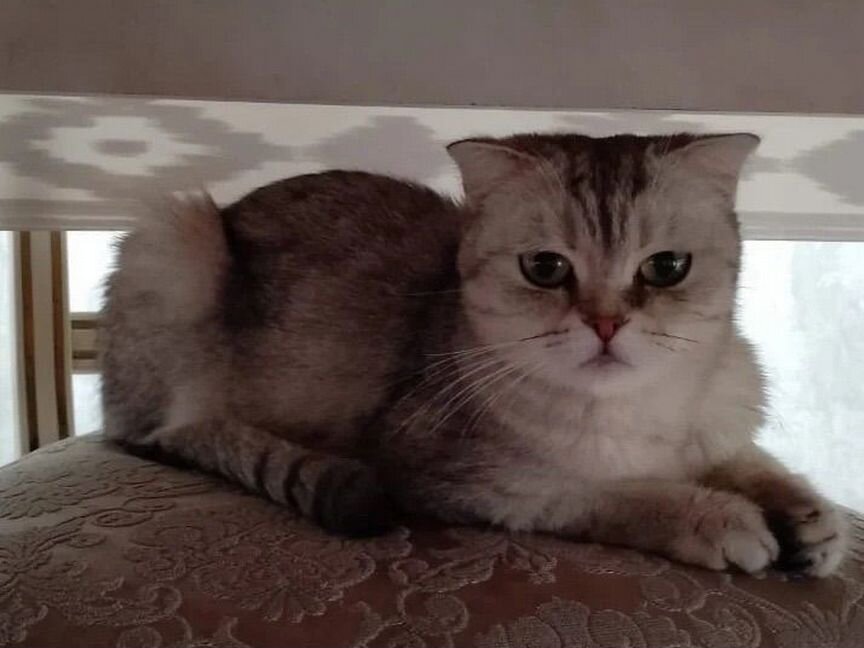 Кошка серая вислоухая