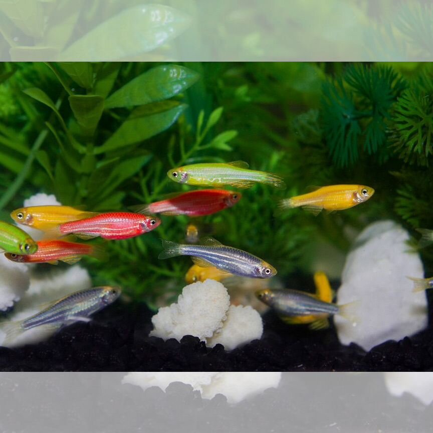 Данио рыбки