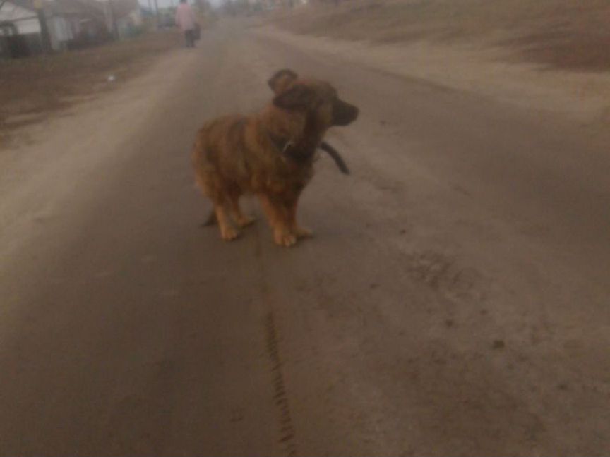 У кого потерялась собака