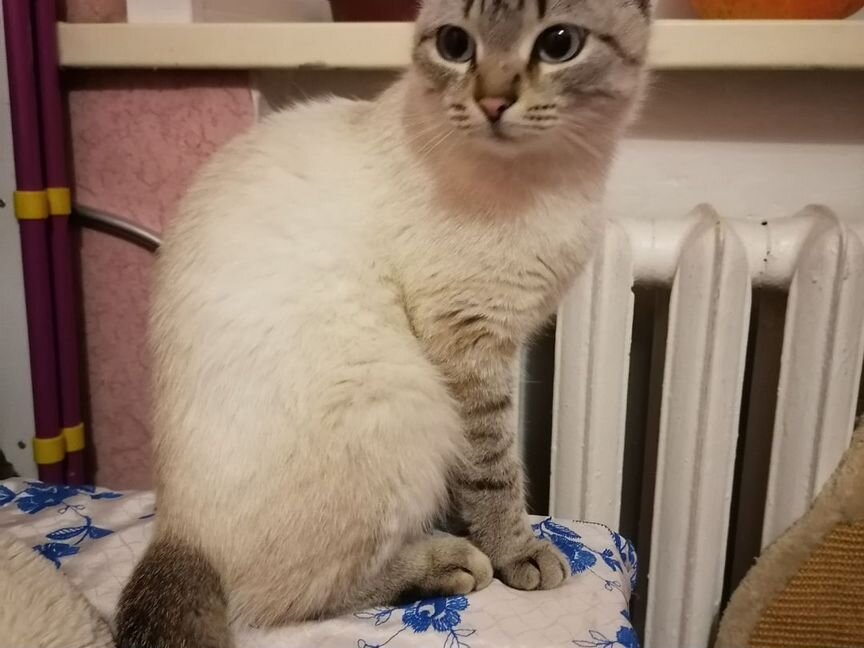 Кошка в добрые руки
