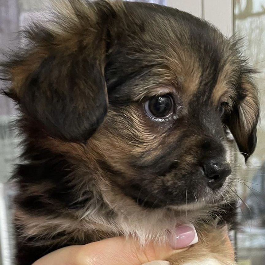 Щенок в добрые руки