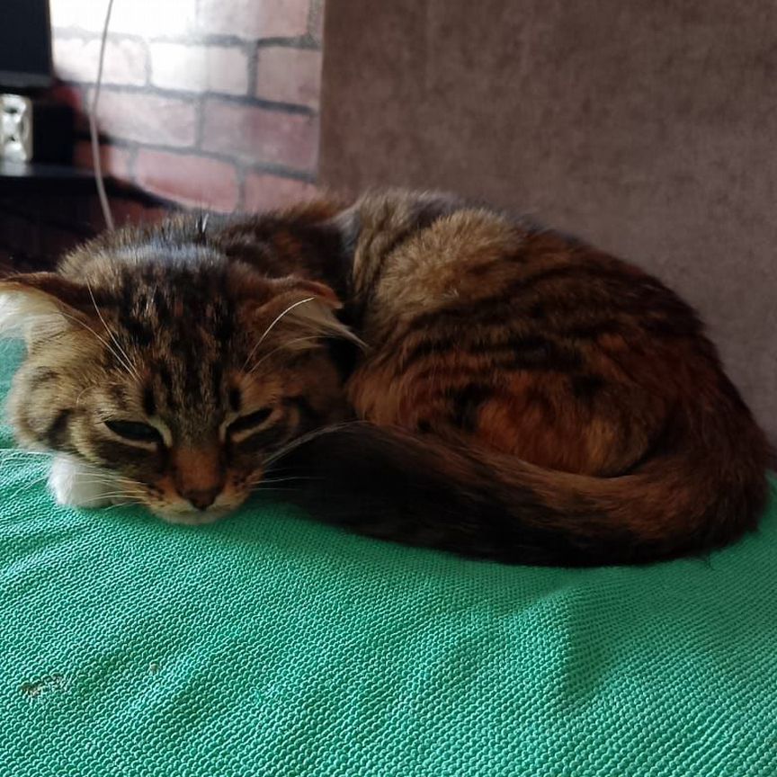 Кошечка