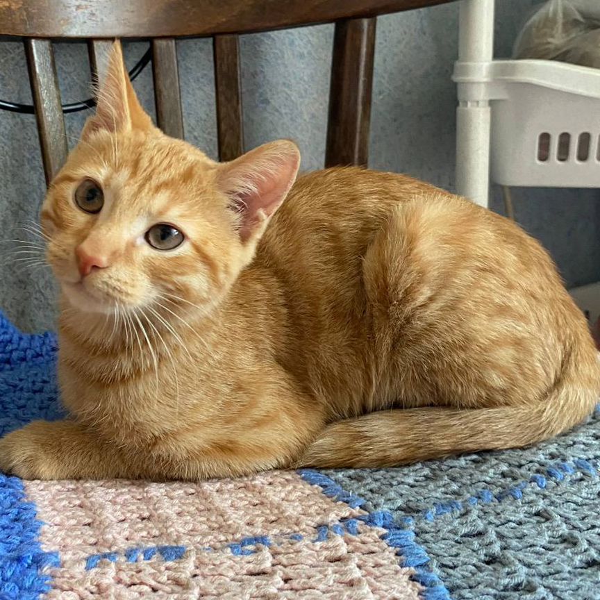Котёнок в добрые руки